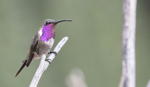 Lucifer Hummingbird Hummingbird Identification: An Illustrated Guide
