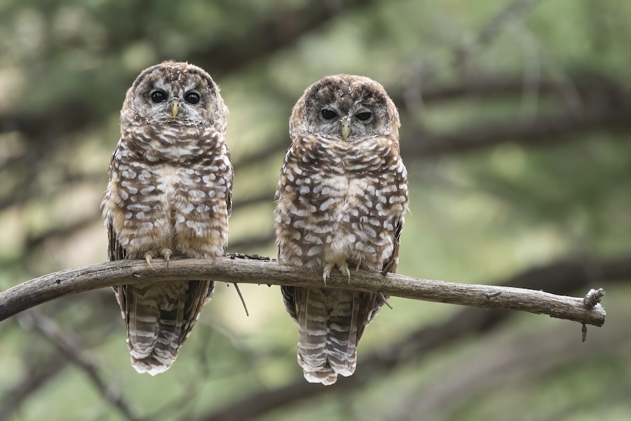 Spotted Owl (Mexican) - eBird