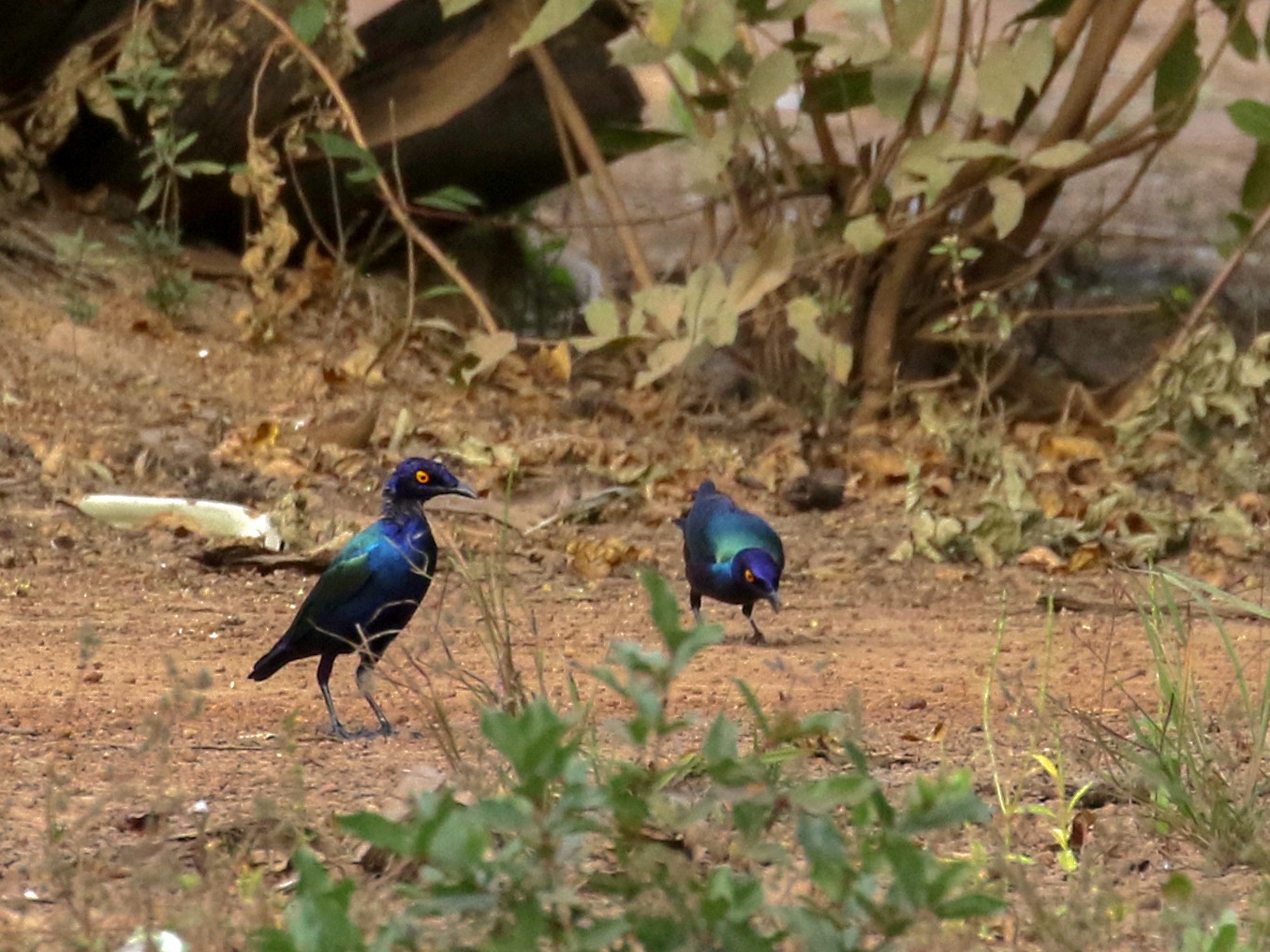 Purple Glossy Starling - eBird