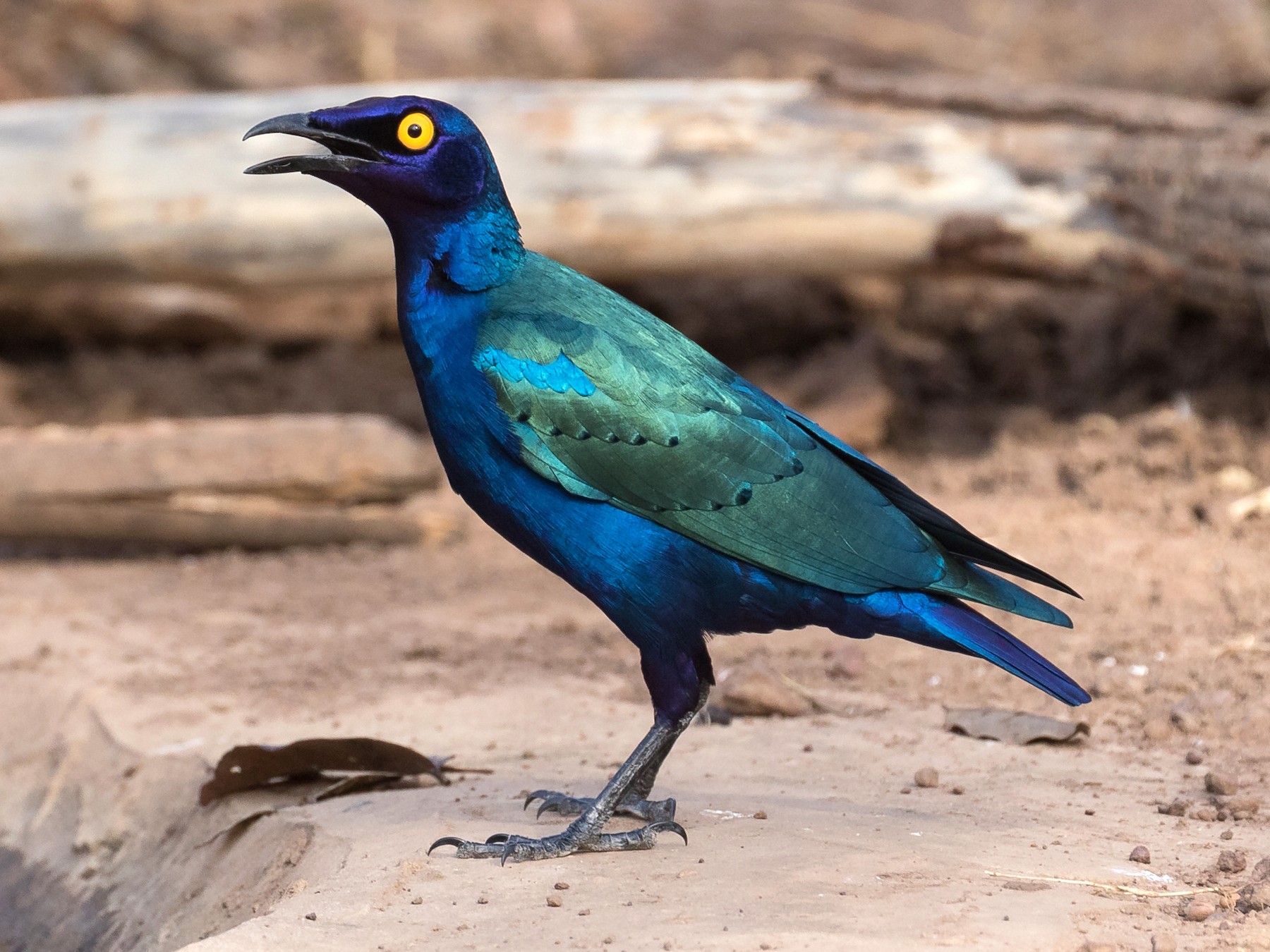 Purple Starling - eBird