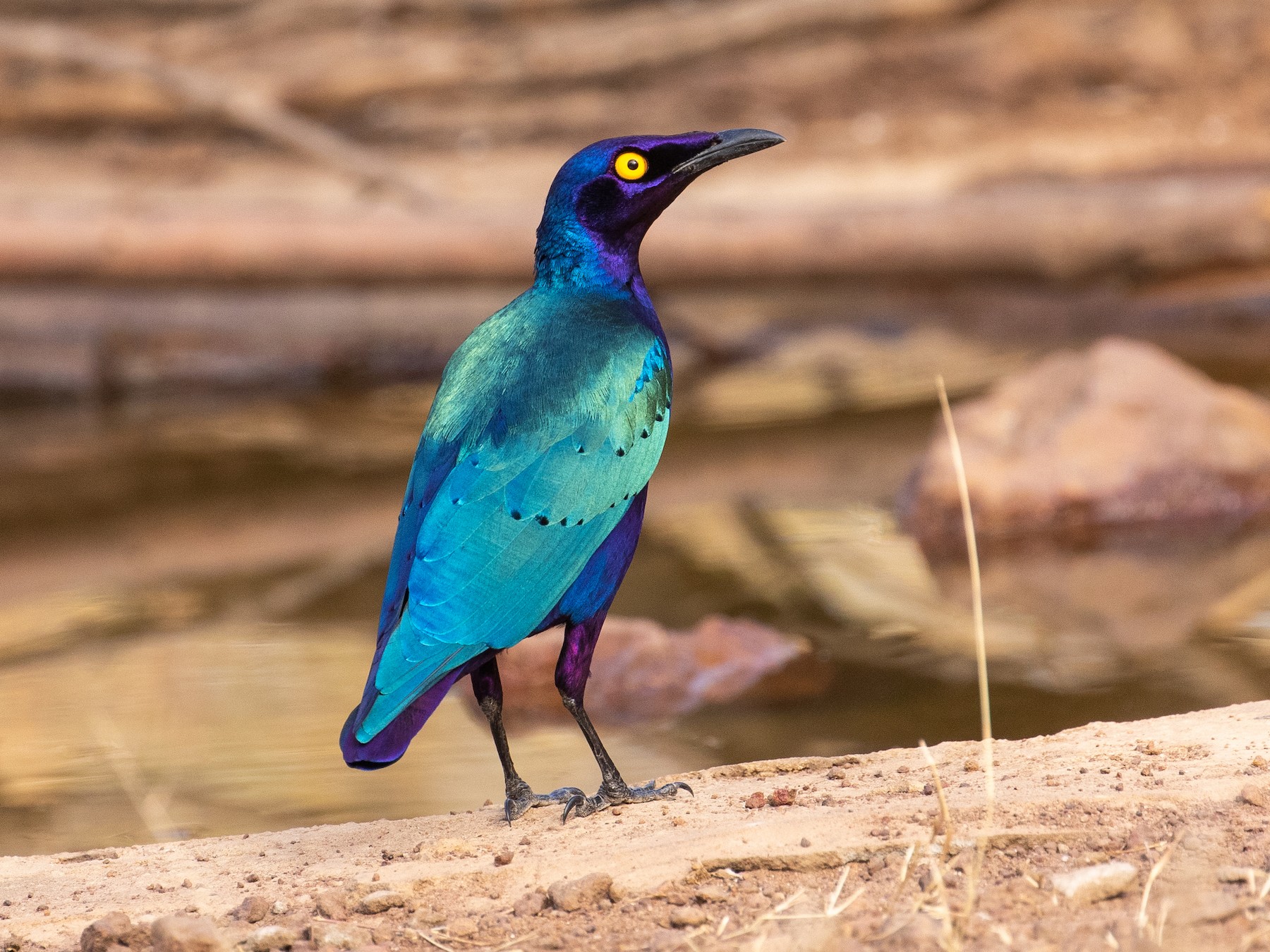 Purple Starling - eBird