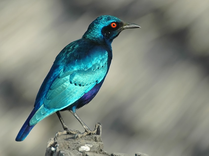 Bronze-tailed Starling - eBird
