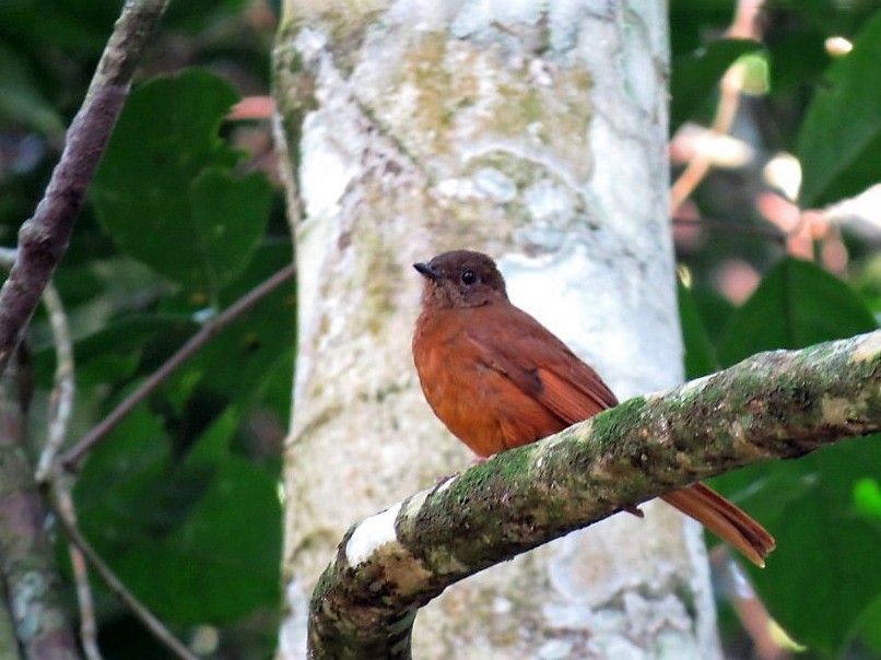 Red-tailed Ant Thrush - eBird