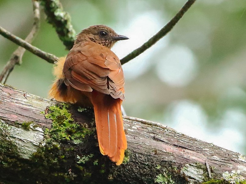 Red-tailed Ant-Thrush - eBird