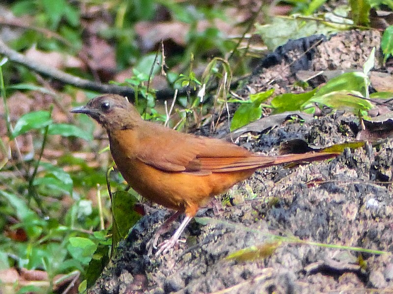 Red-tailed Ant-Thrush - eBird