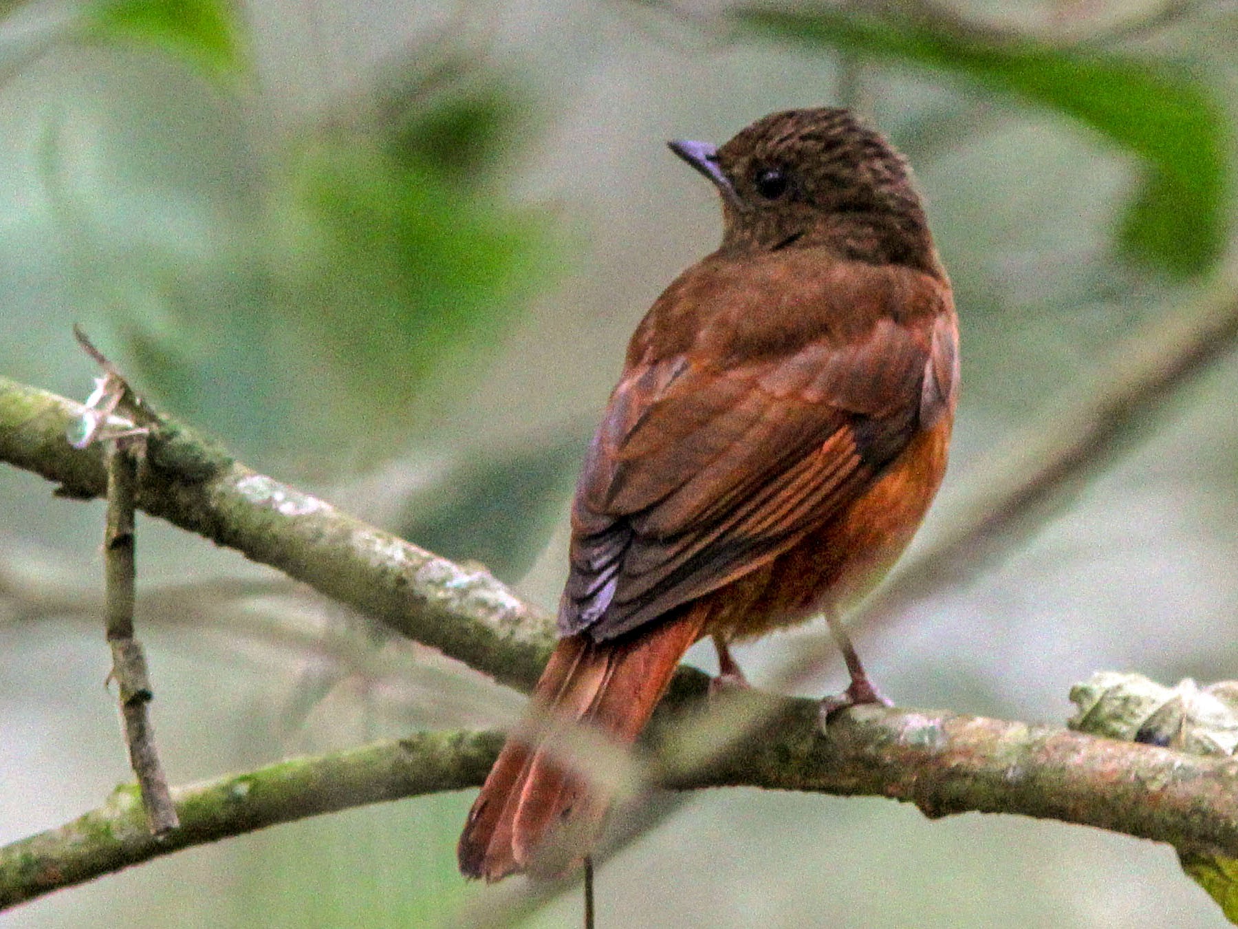Red-tailed Ant-Thrush - eBird