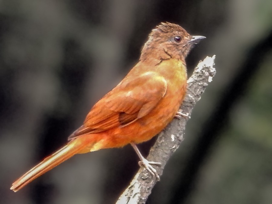 Red-tailed Ant-Thrush - eBird