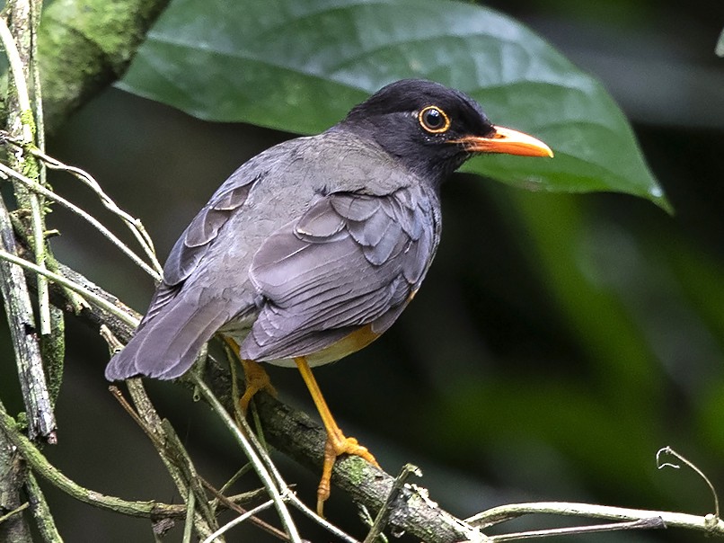 Taita Thrush - eBird