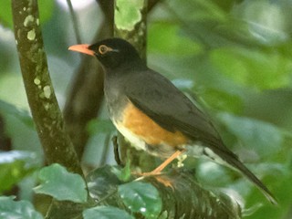 Taita Thrush - eBird