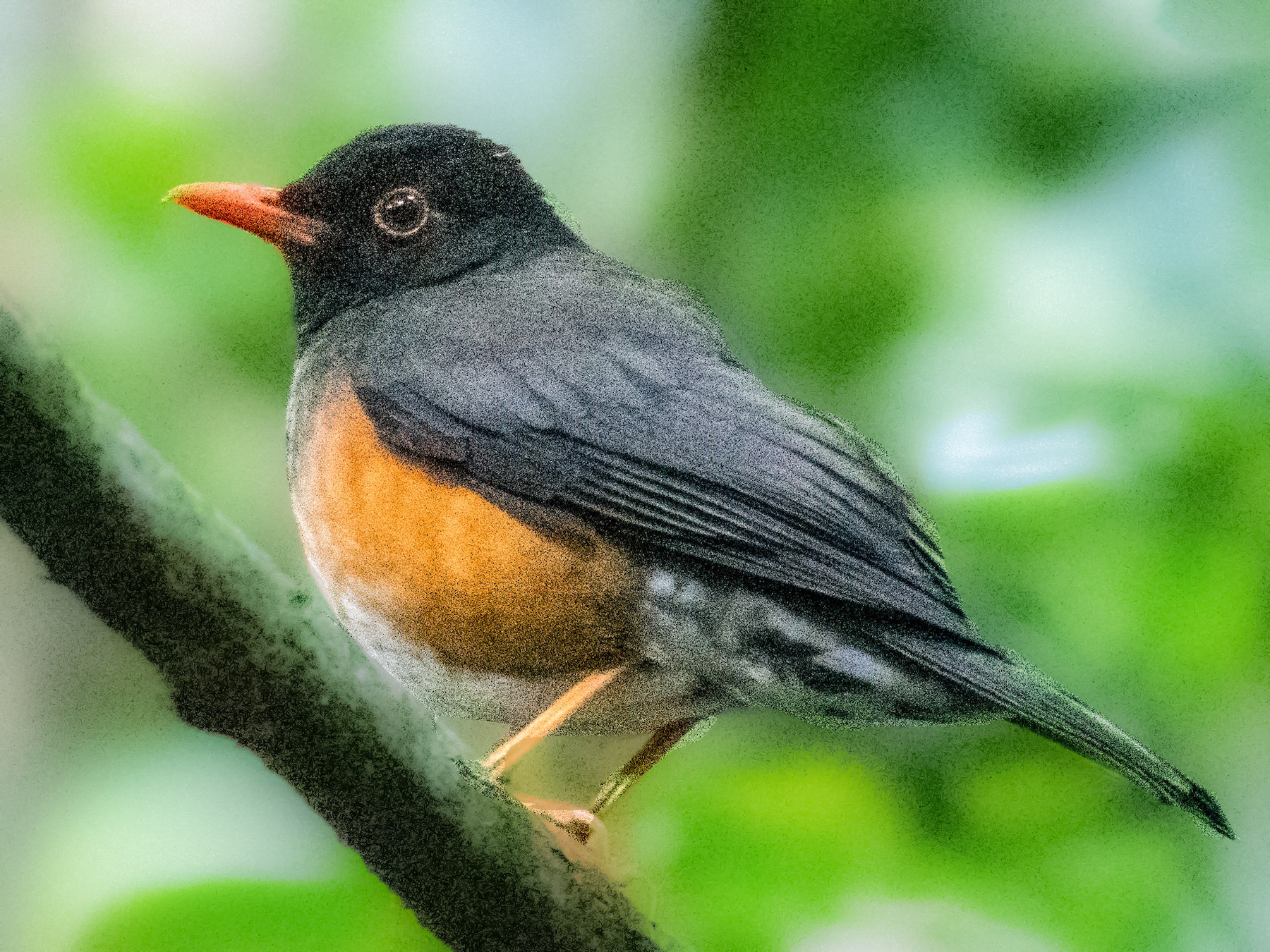Taita Thrush - eBird