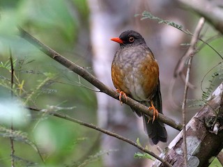 Usambara Thrush - eBird