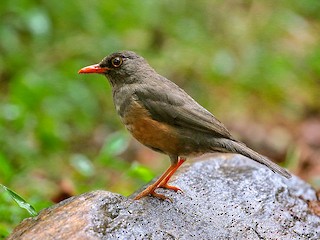 Usambara Thrush - eBird