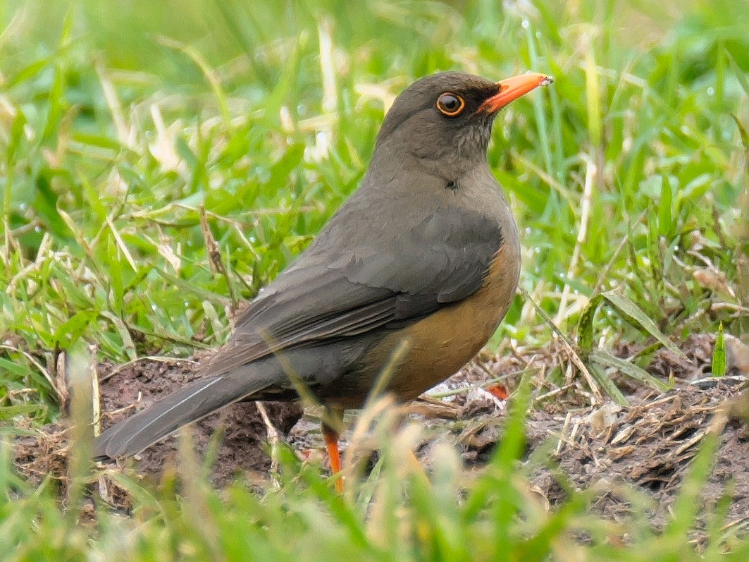 Drozd sa planina Usambara - eBird