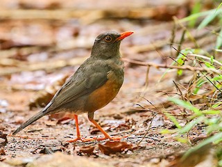 Usambara Thrush - eBird