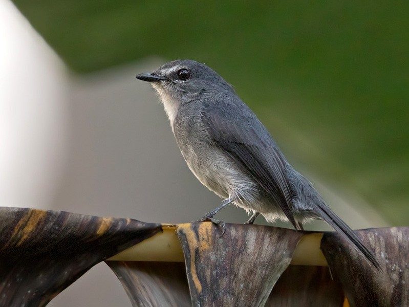 Dusky-blue Flycatcher - eBird