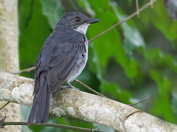 African Jungle Birds