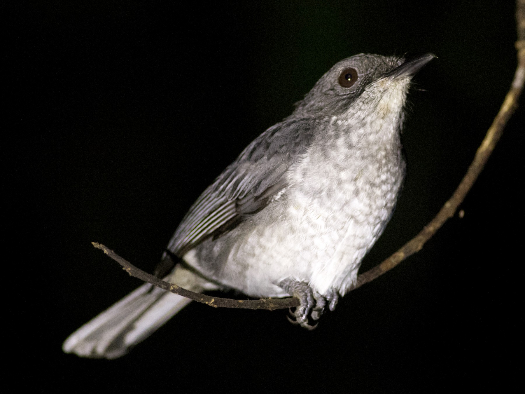 African Jungle Birds