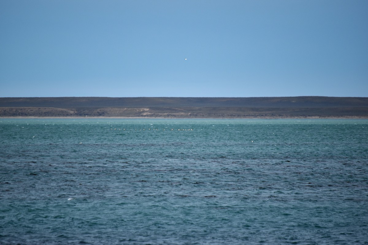 eBird Checklist - 22 Aug 2020 - Playa Las Piletas - Peninsula Foca - 16 ...