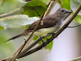 Swamp Greenbul - Thescelocichla leucopleura - Birds of the World