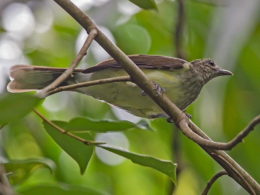 Swamp Greenbul - eBird
