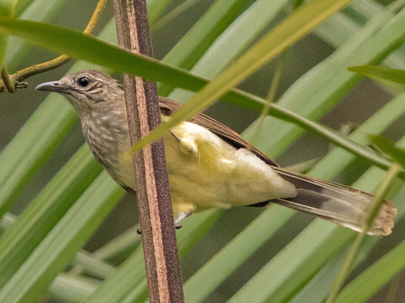 Swamp Greenbul - eBird