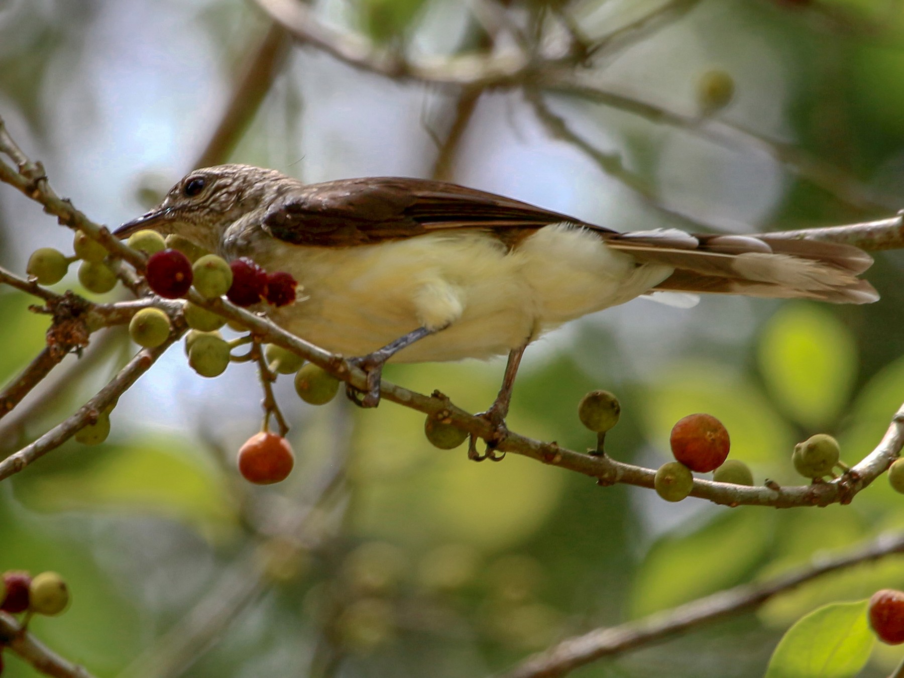 Swamp Greenbul - eBird
