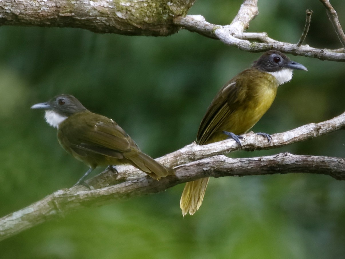 Red-tailed Greenbul - eBird
