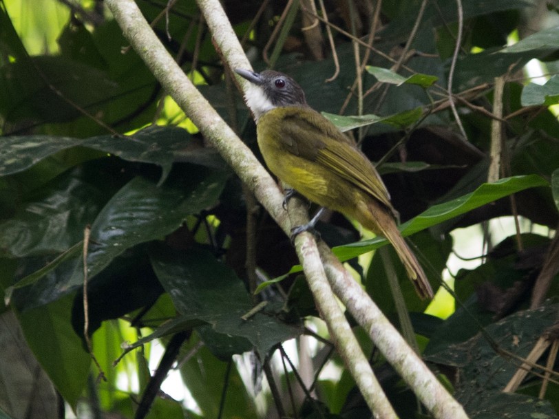 Eastern Bearded-Greenbul - eBird