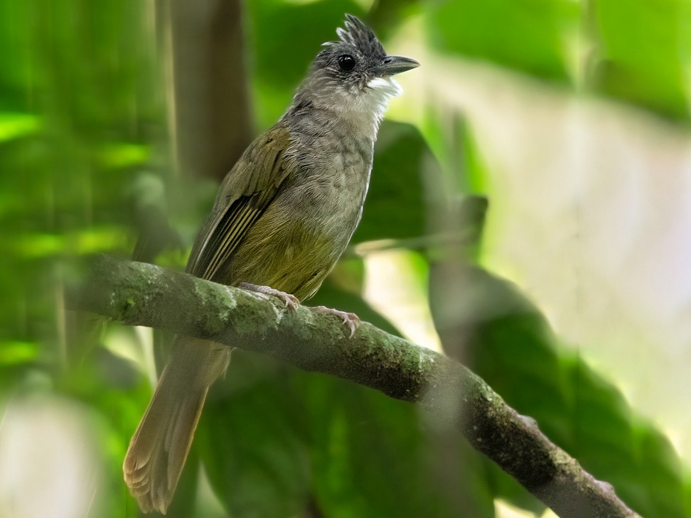 Eastern Bearded-Greenbul - eBird