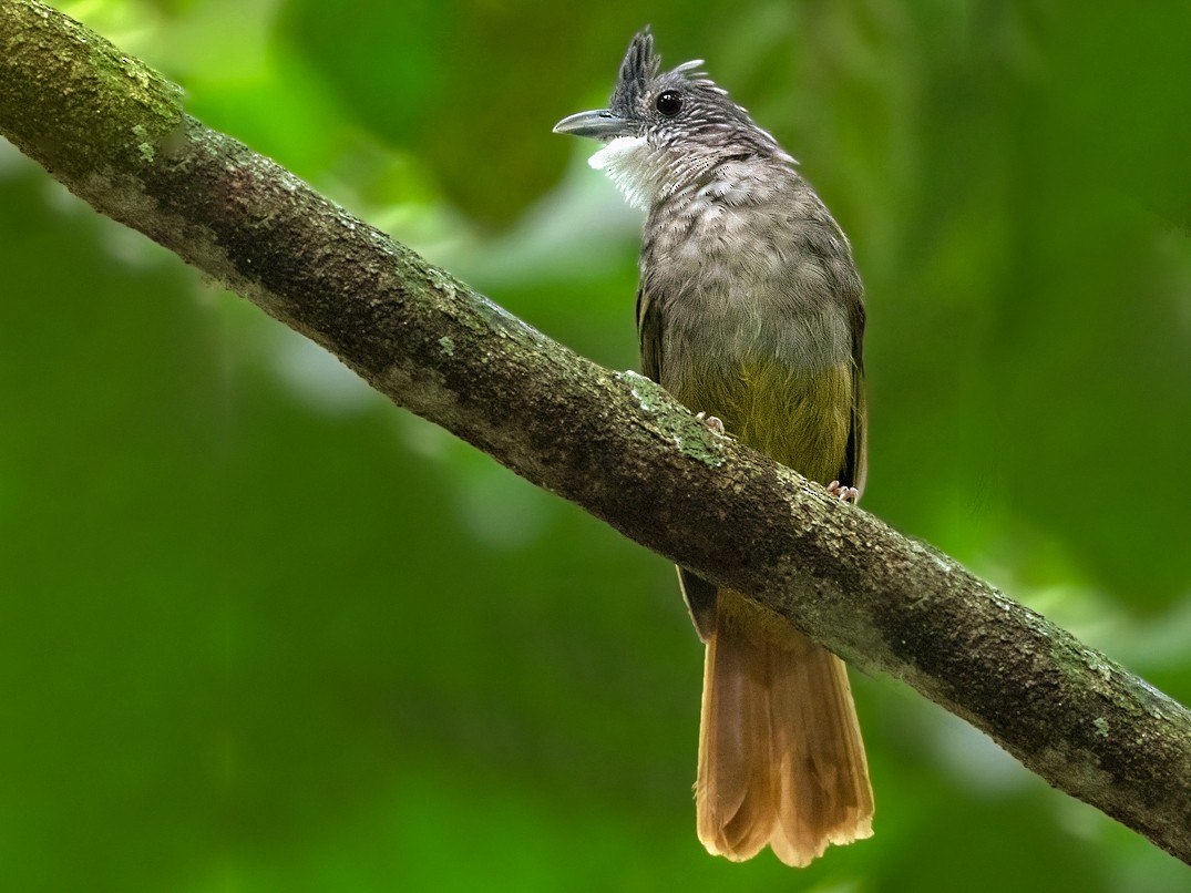 Eastern Bearded-Greenbul - eBird