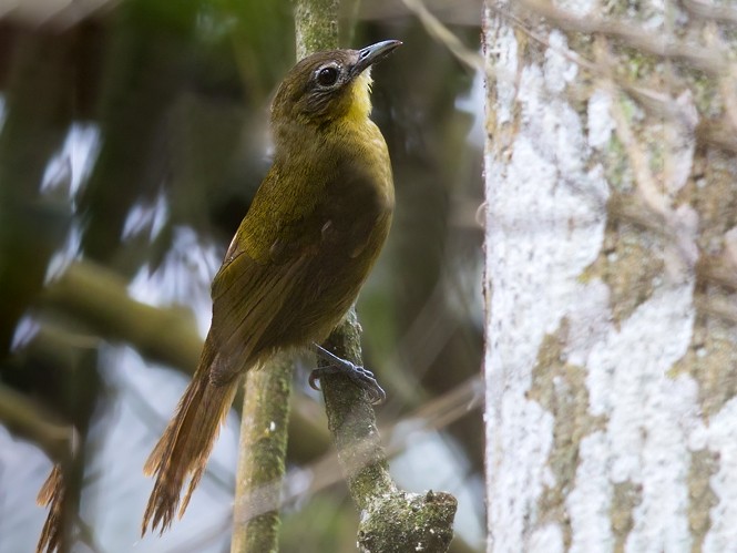Icterine Greenbul - eBird