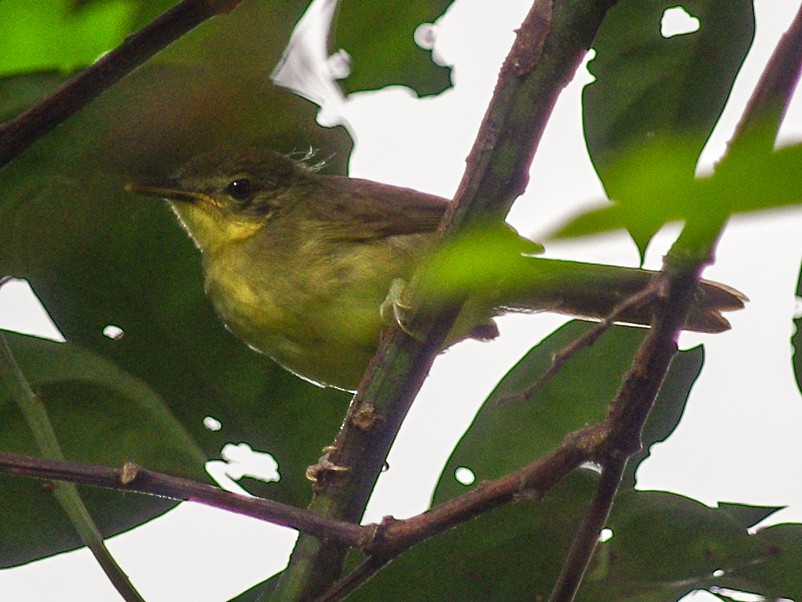 Icterine Greenbul - eBird