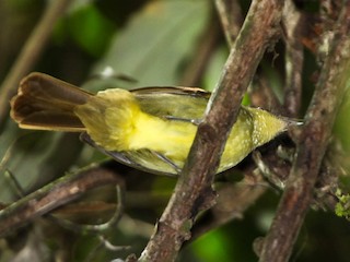 Icterine Greenbul - eBird