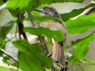 White-throated Greenbul - eBird