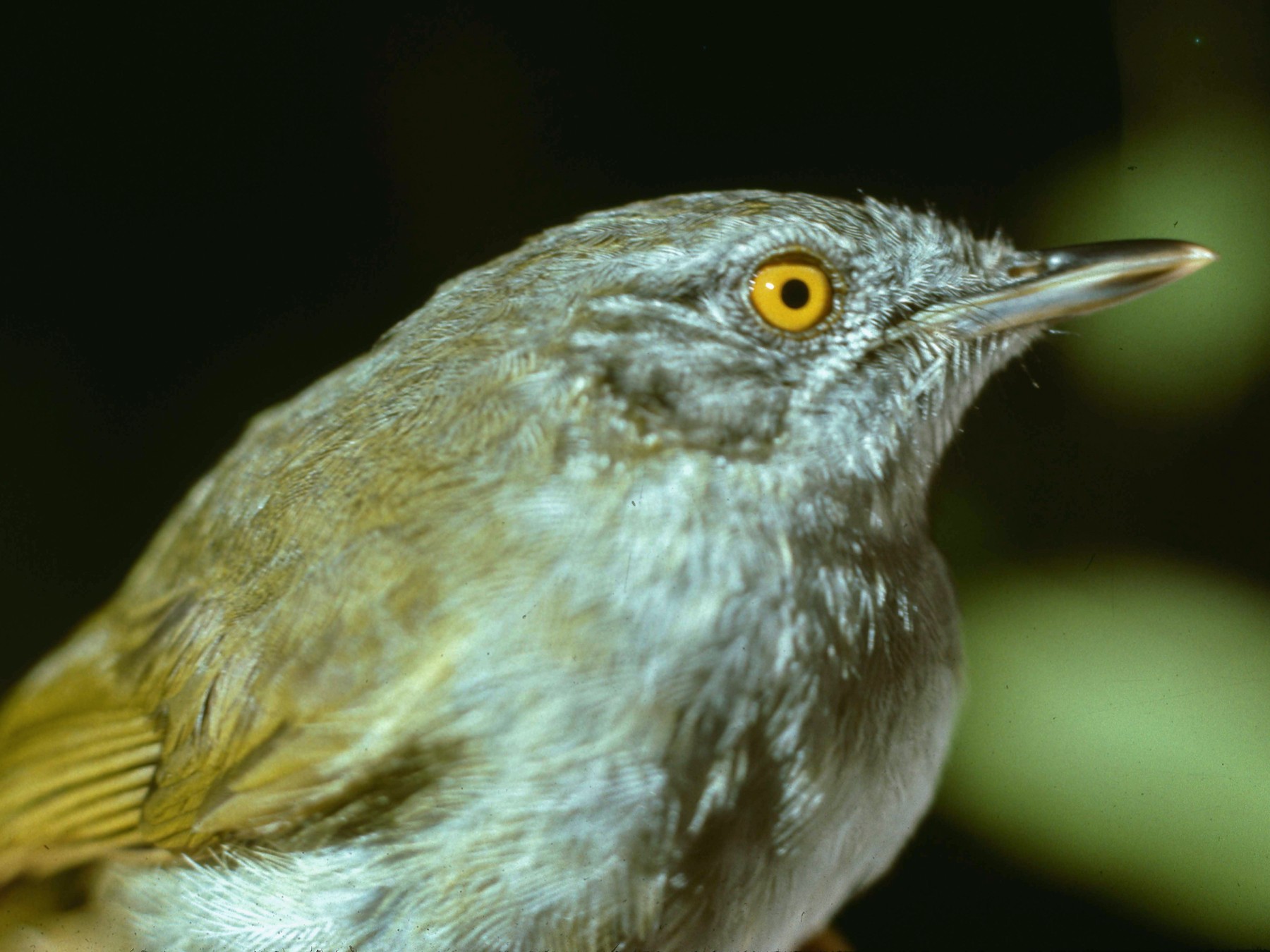 Montane Tiny Greenbul - eBird