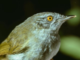 Usambara Greenbul - eBird