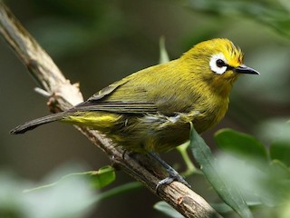 Mbulu White-eye - Zosterops mbuluensis - Birds of the World