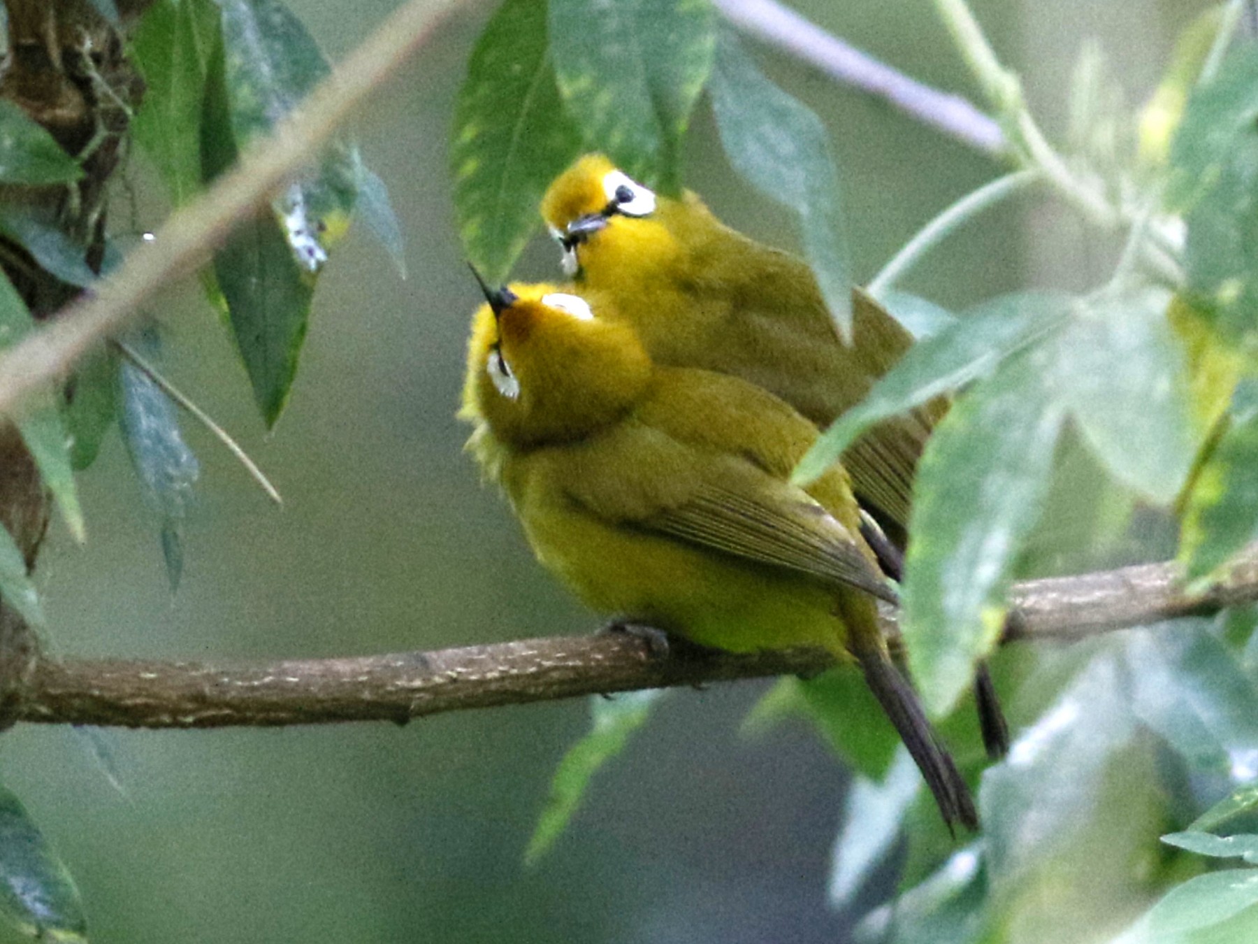 Mbulu White-eye - eBird