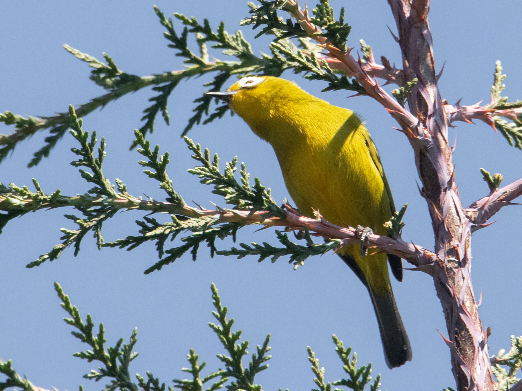 Mbulu White-eye - eBird