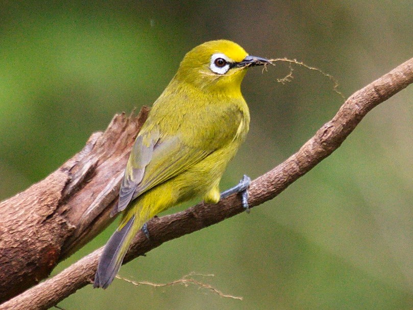 Zostérops du Kikuyu - eBird