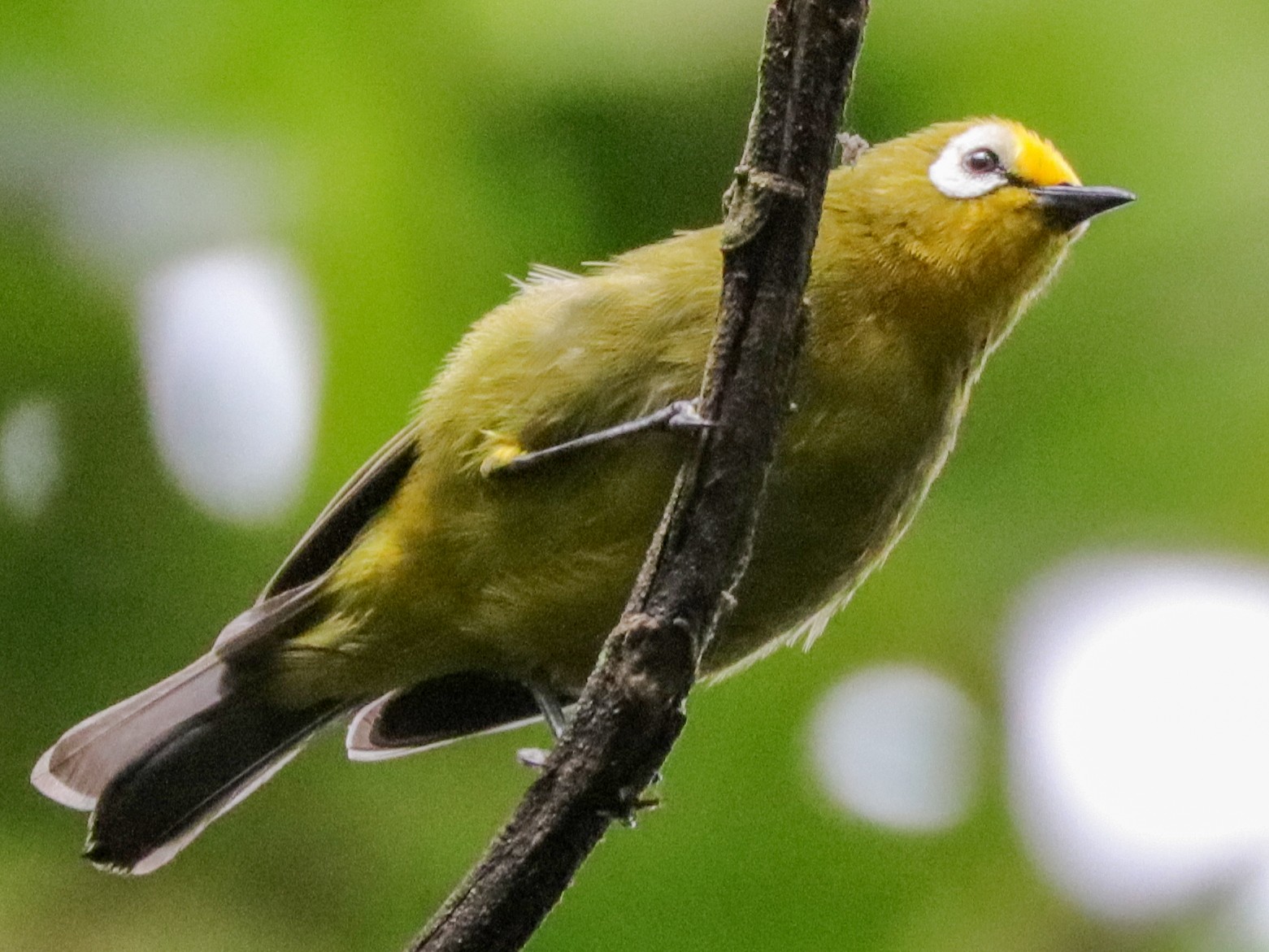 Kikuyu White-eye - eBird