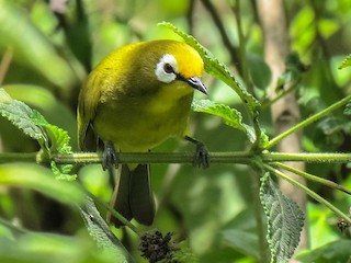 Kikuyu White-eye - eBird