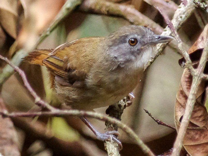 Brown Illadopsis - eBird
