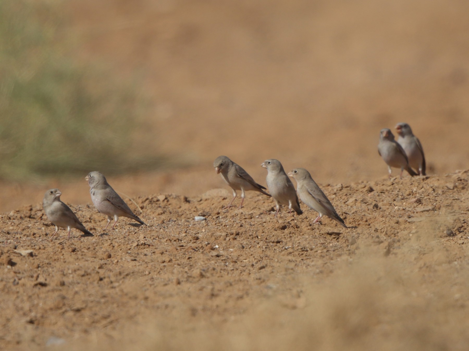 Roselin githagine - eBird