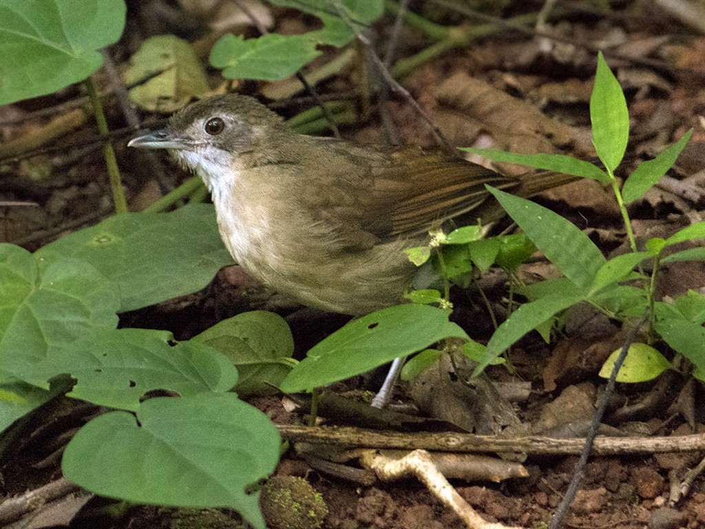 Puvel's Illadopsis - eBird