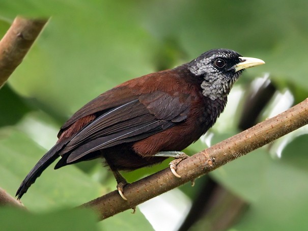 Capuchin Babbler - eBird