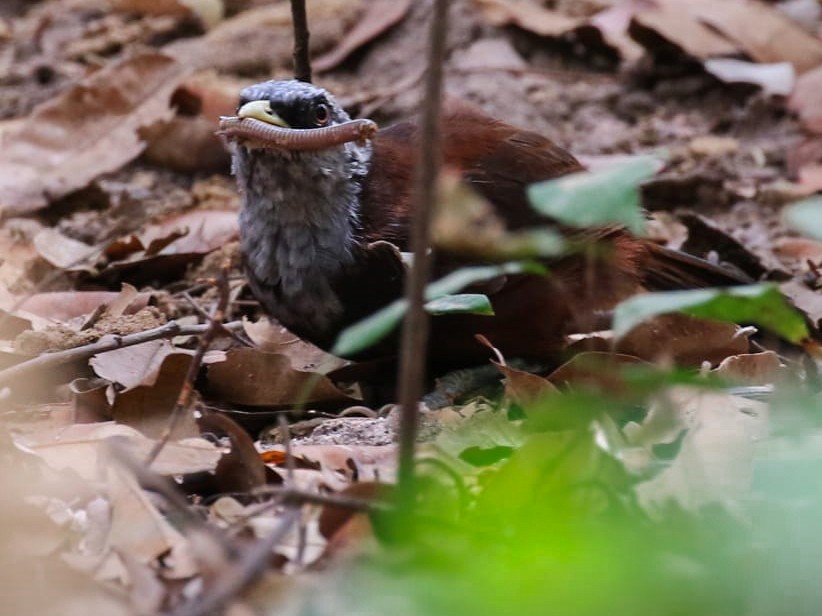 Capuchin Babbler - eBird
