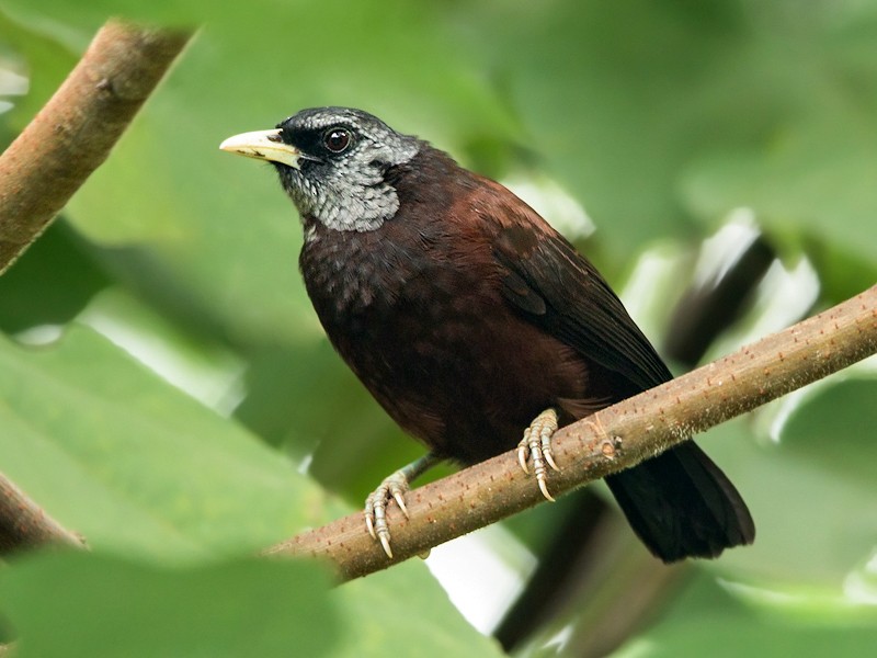 Capuchin Babbler - eBird