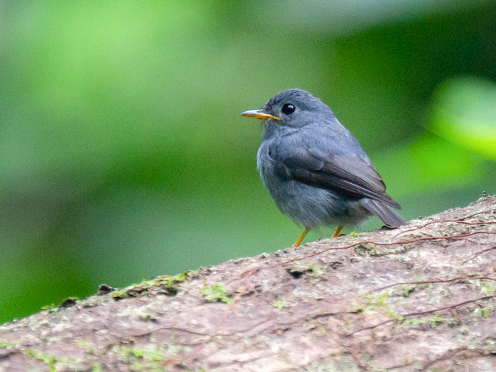 Yellow-footed Flycatcher - eBird