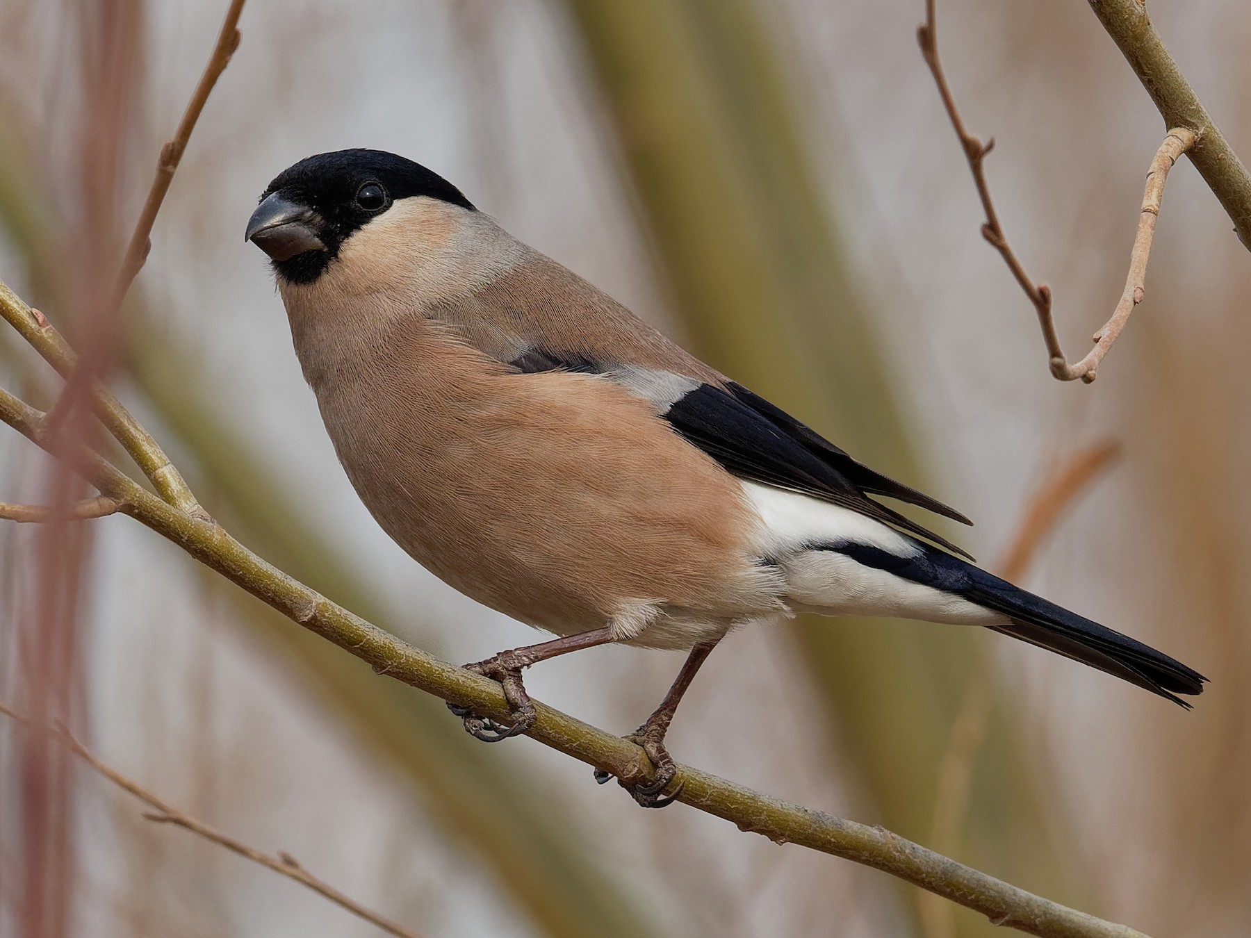 Eurasian Bullfinch - eBird